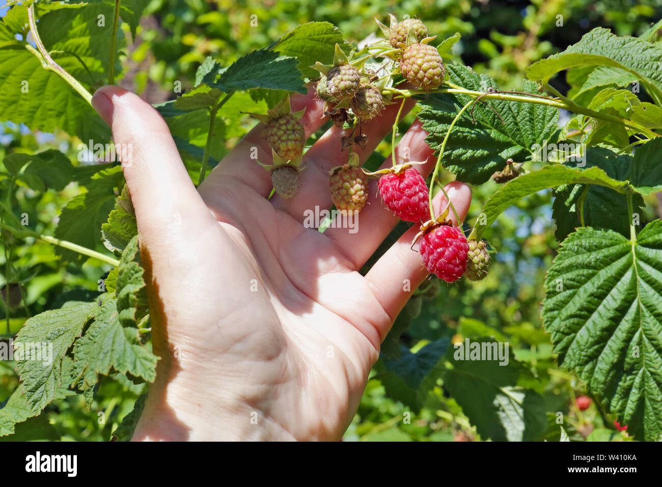 Woman farmer harvesting ripe raspberries. Hands with fruits against the ...