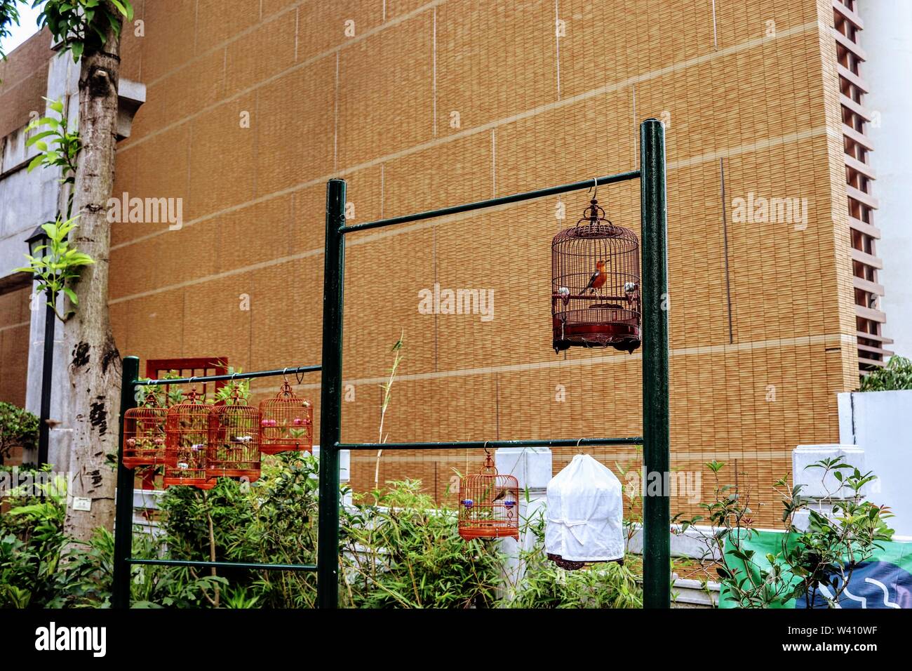 China hong kong song bird hi-res stock photography and images - Alamy
