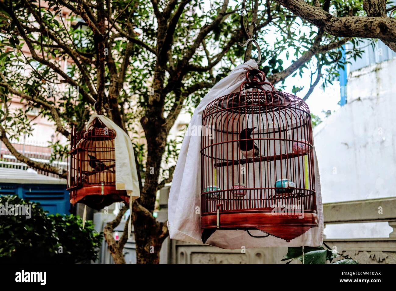 China hong kong song bird hi-res stock photography and images - Alamy