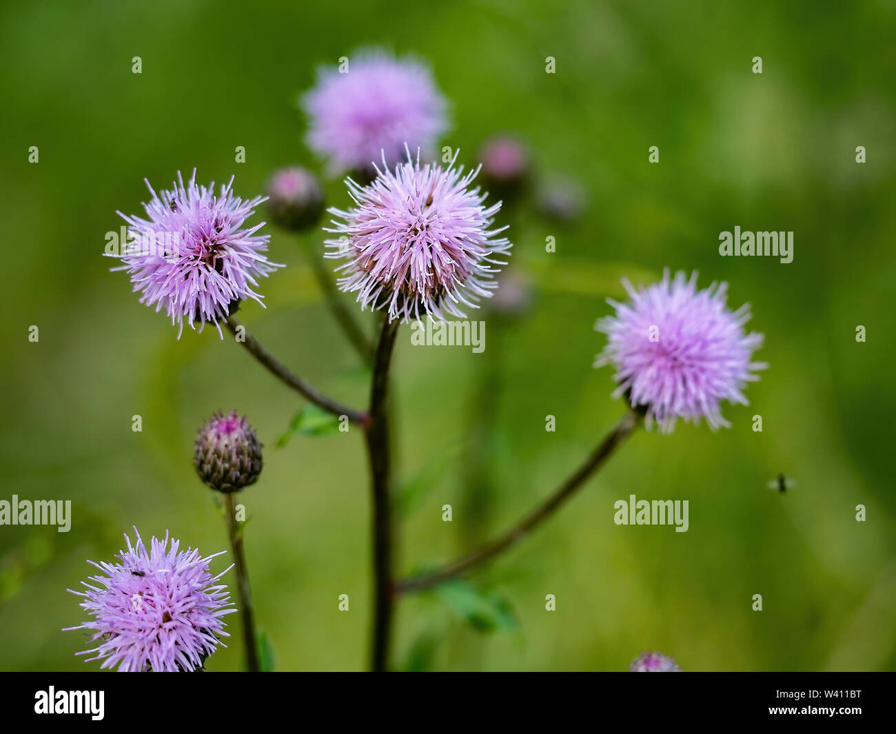 the spear thistle, bull thistle, or common thistle plant wild flower ...