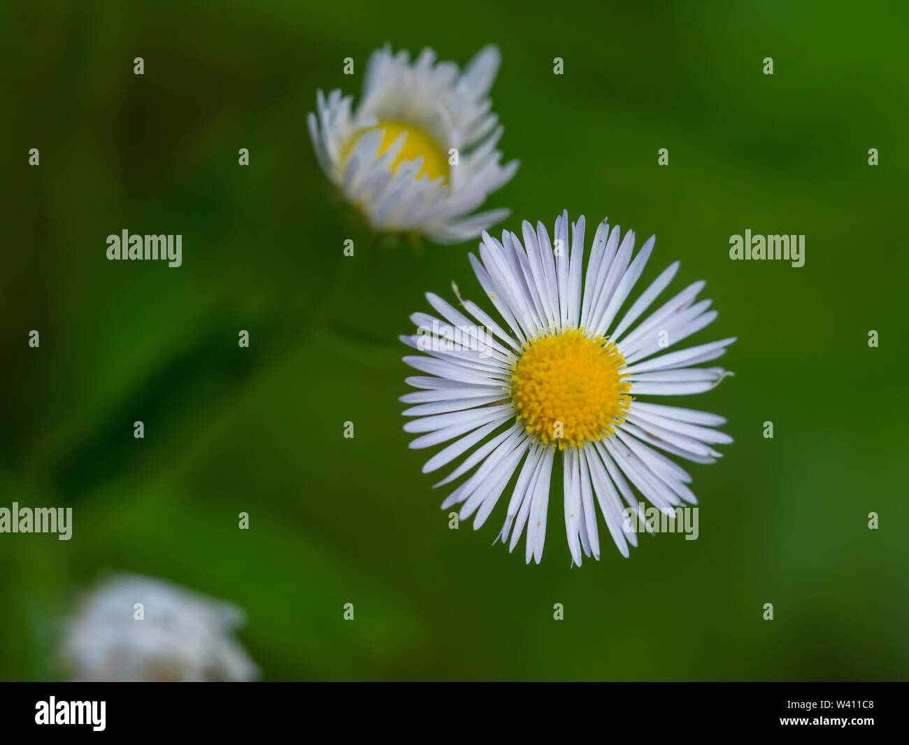 Beautiful white daisy flower from top view front of the blurry green ...