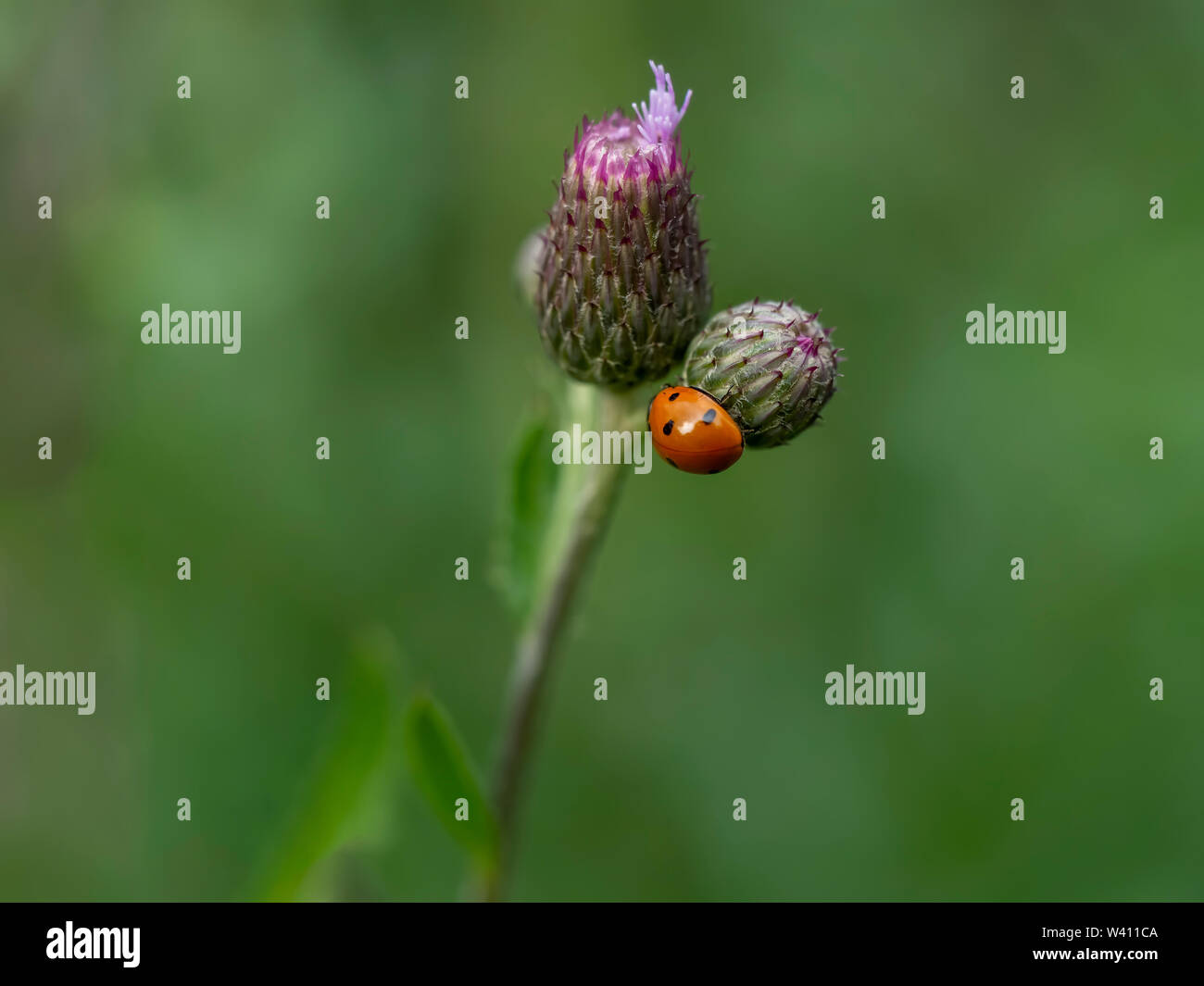 Ladybug purple flower animal wildlife hi-res stock photography and ...
