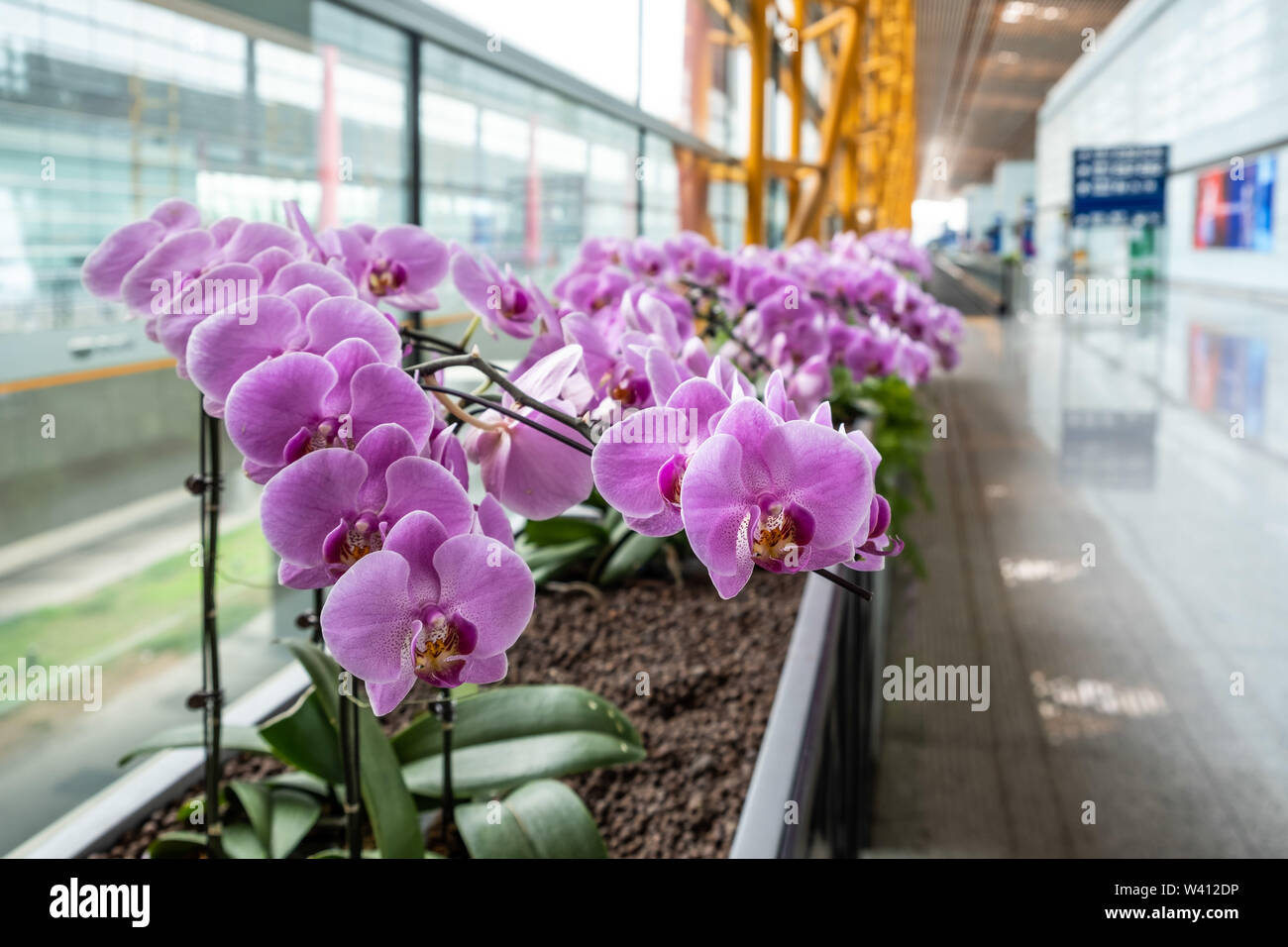 Modern orchids hi-res stock photography and images - Alamy