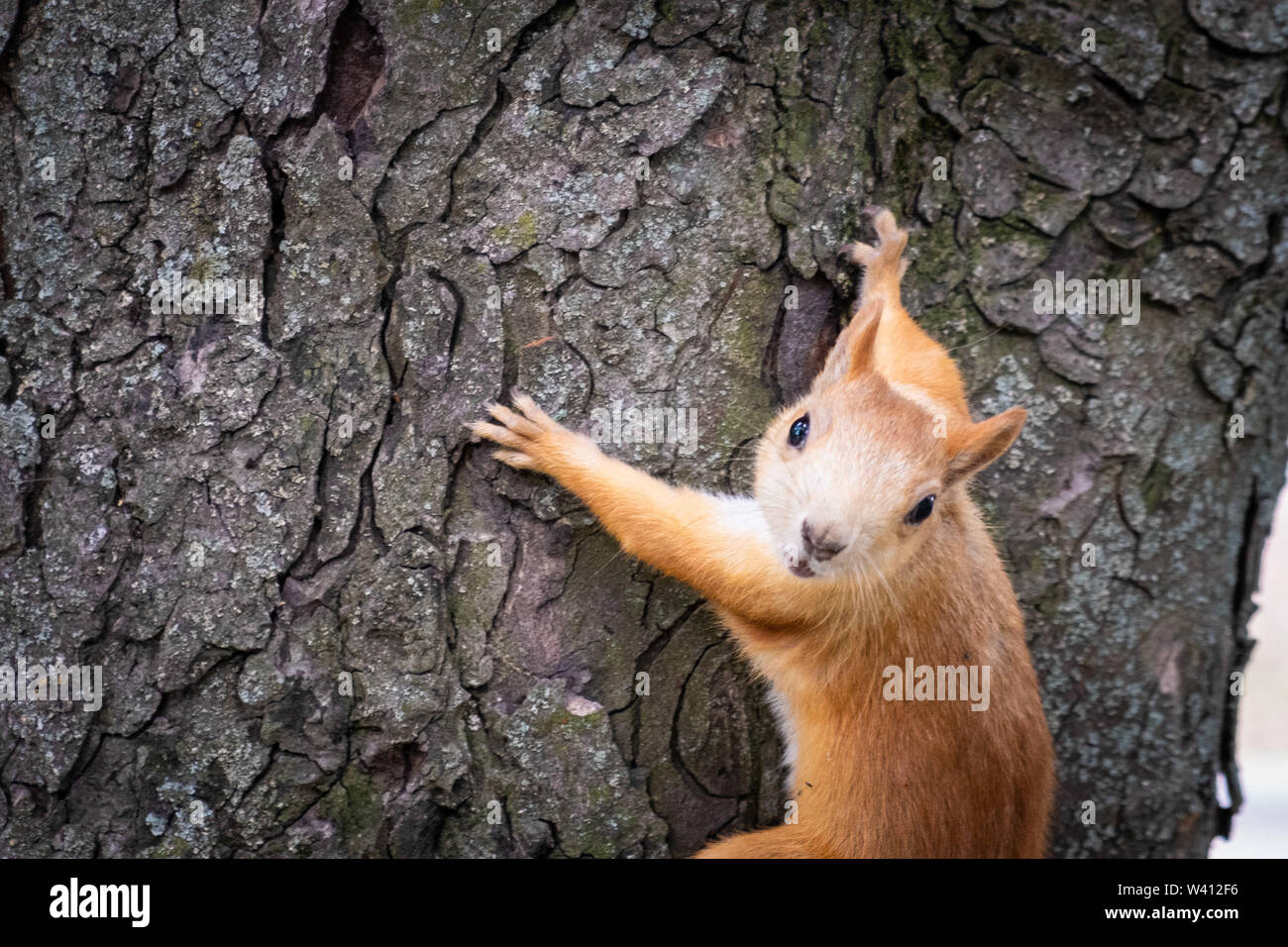 Closeup squirrel hi-res stock photography and images - Alamy
