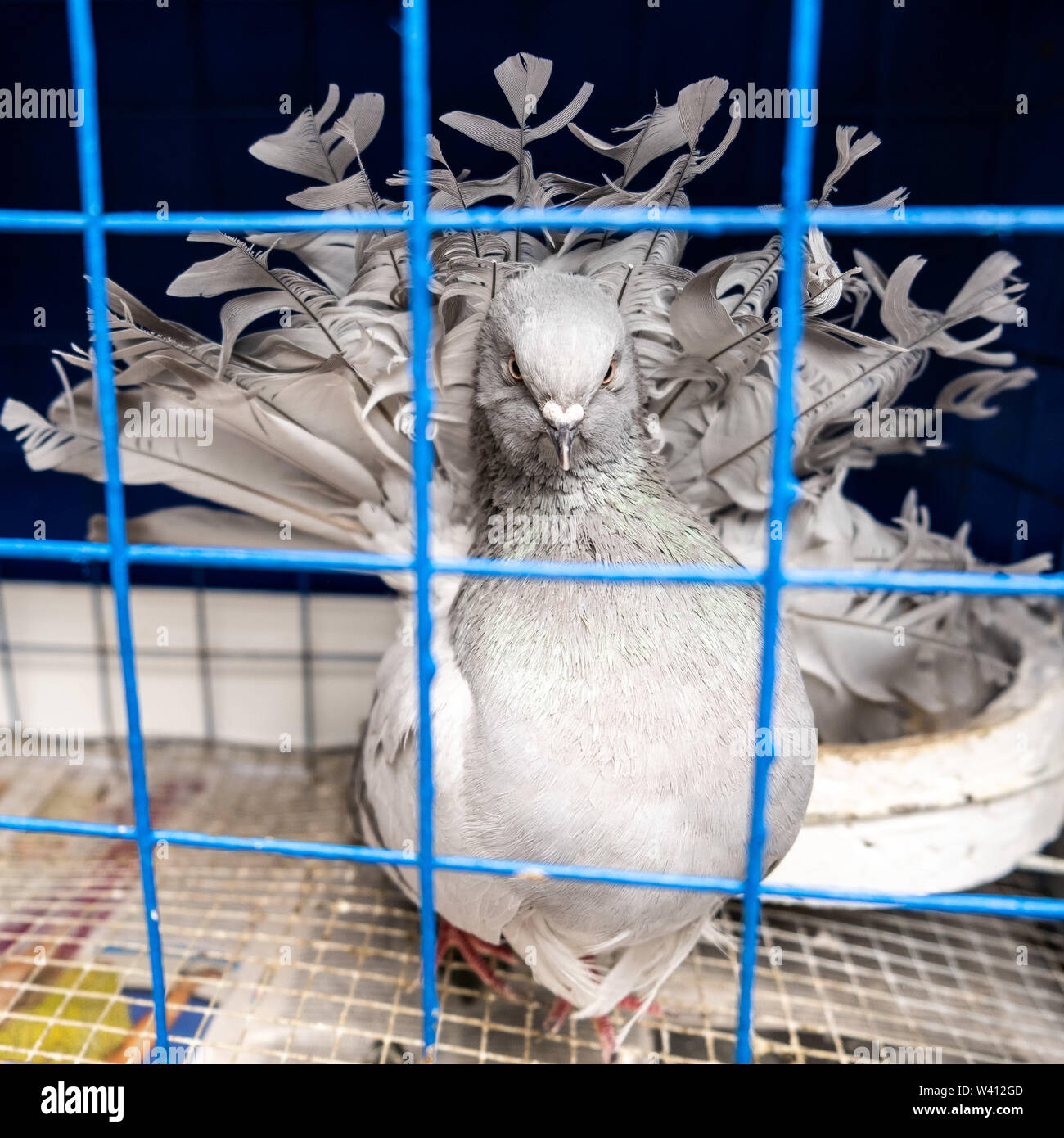 White fancy pigeon hi-res stock photography and images - Alamy
