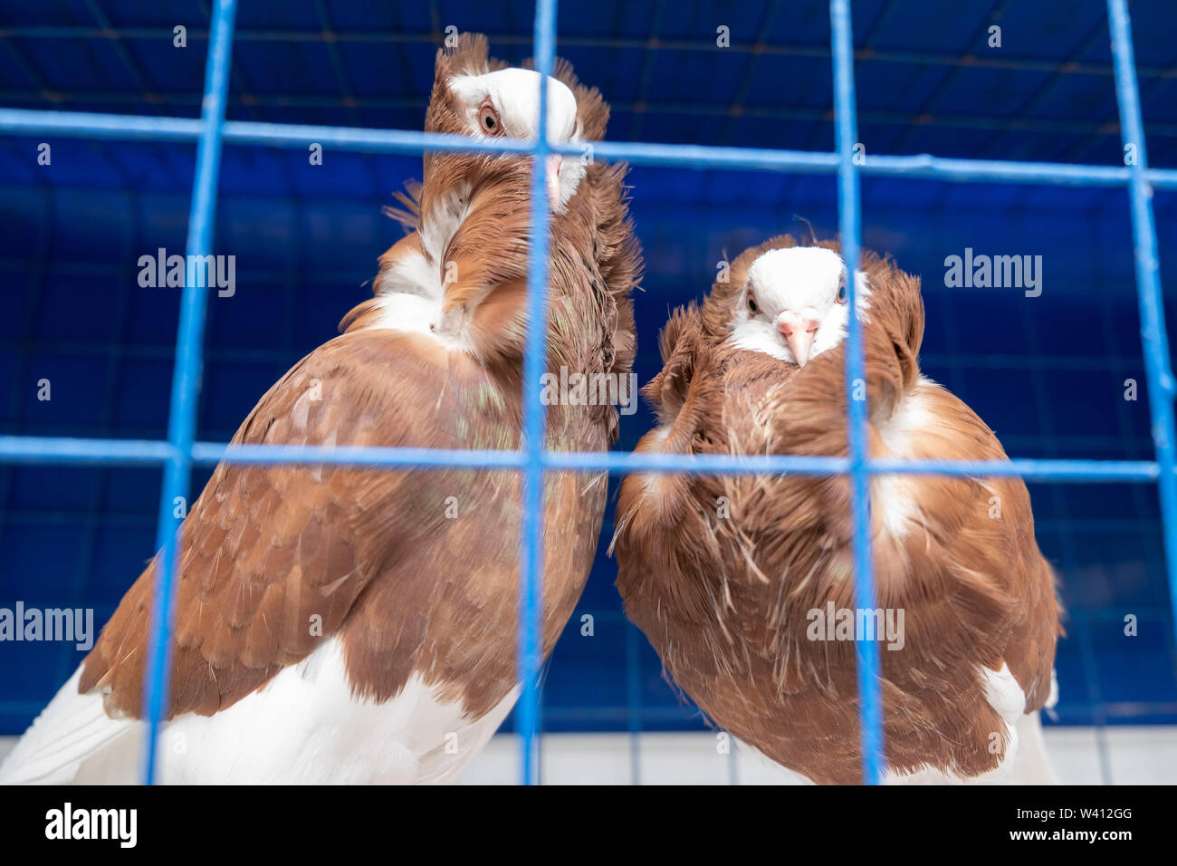 Fancy pigeons hi-res stock photography and images - Alamy