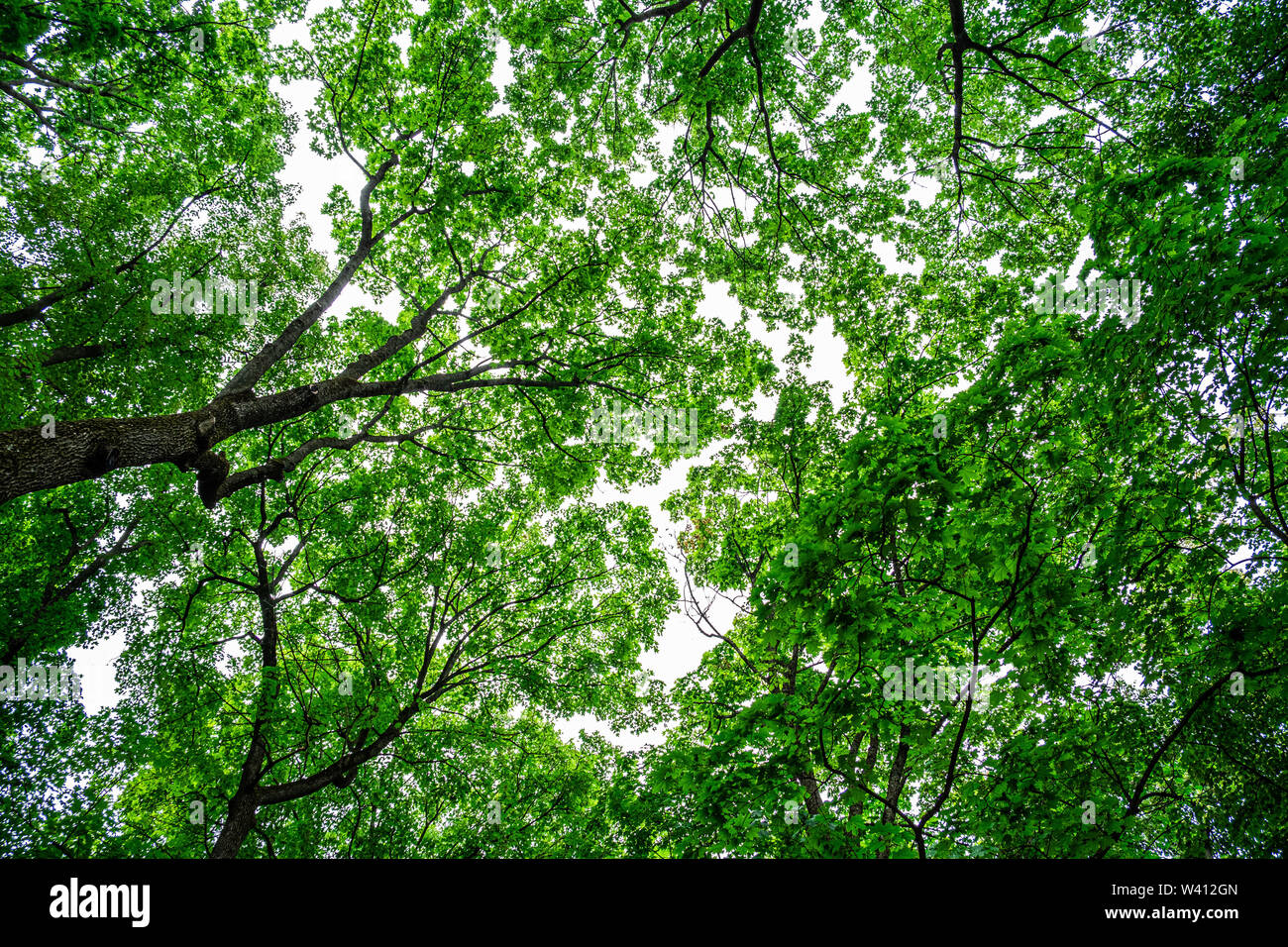 Looking up at beautiful green canopies of trees in a forest Stock Photo ...