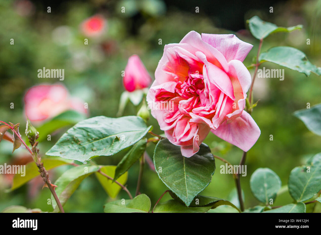Macro of beautiful pink rose in garden Stock Photo - Alamy