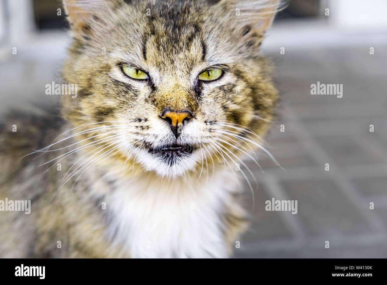 Angry squint hi-res stock photography and images - Alamy