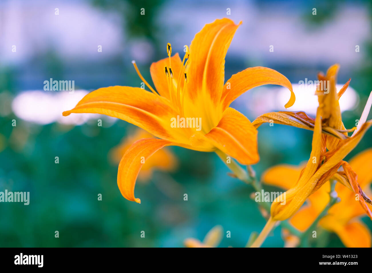 Beautiful fire lily flower on blurred background Stock Photo - Alamy