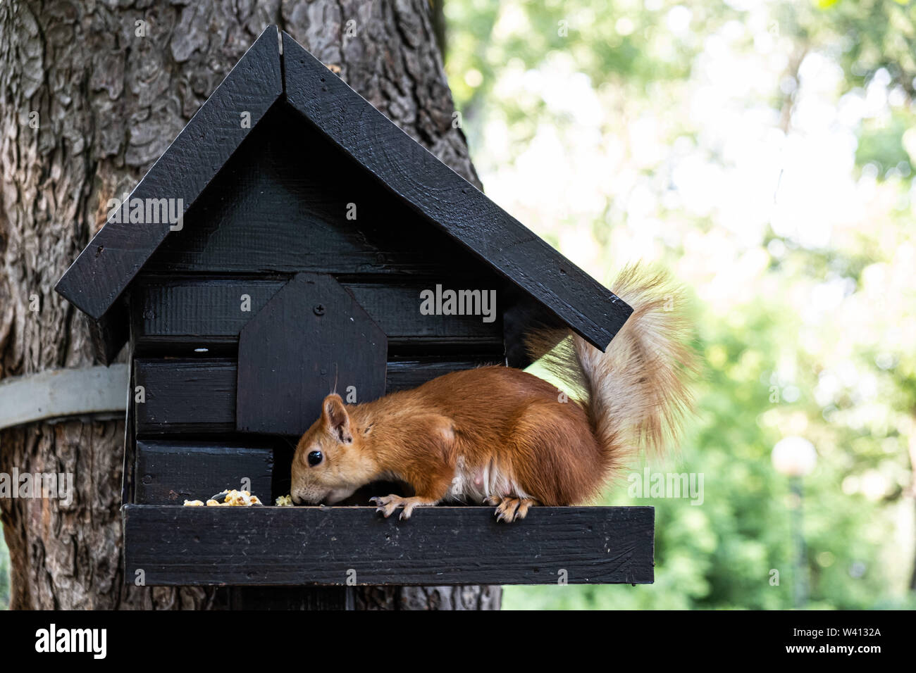 Squirrel Tree House