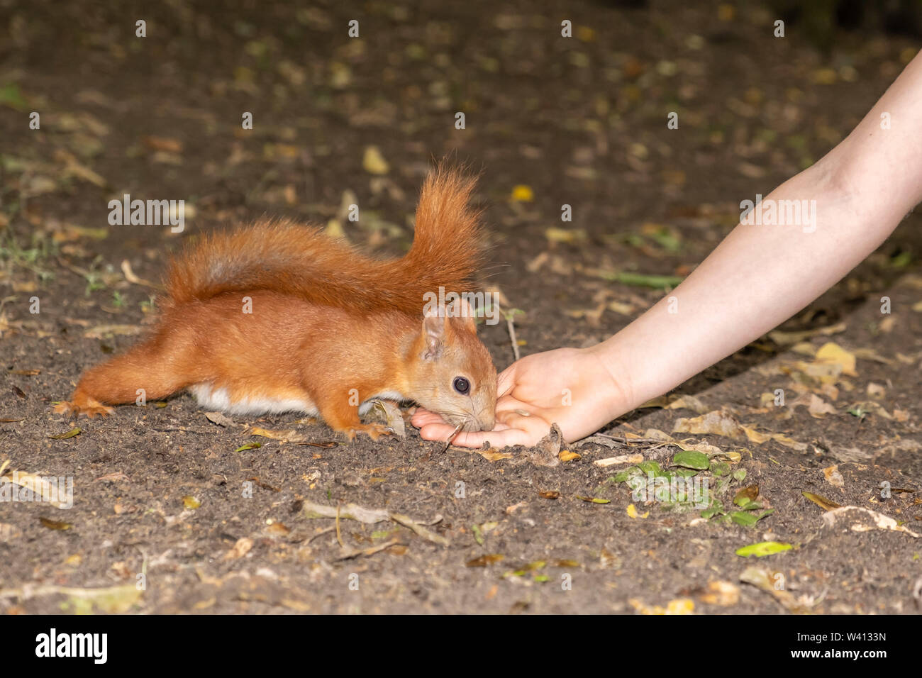Curious squirrel hand feeding hi-res stock photography and images - Alamy