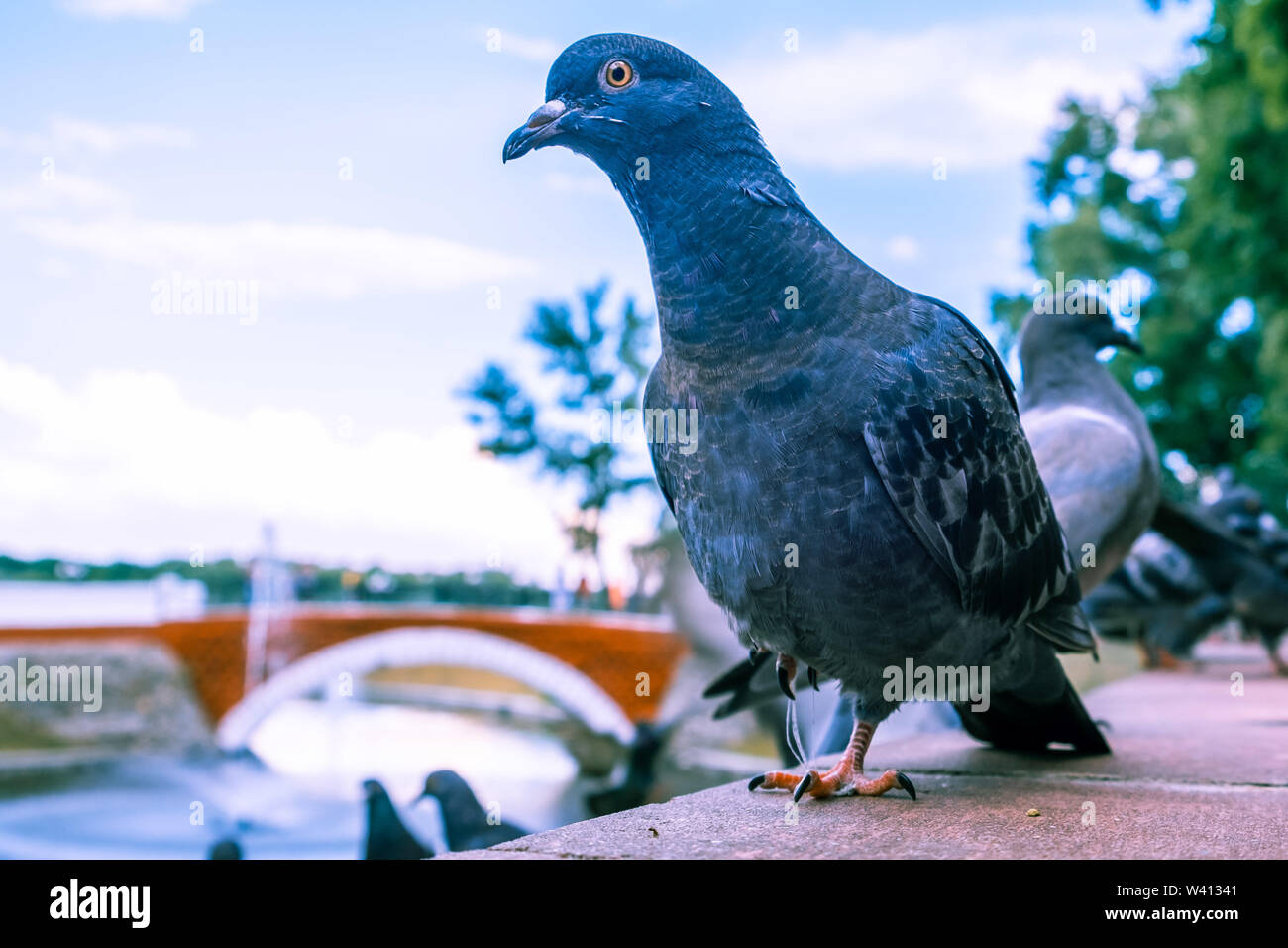 Curious pigeon looking into the camera with one eye Stock Photo - Alamy