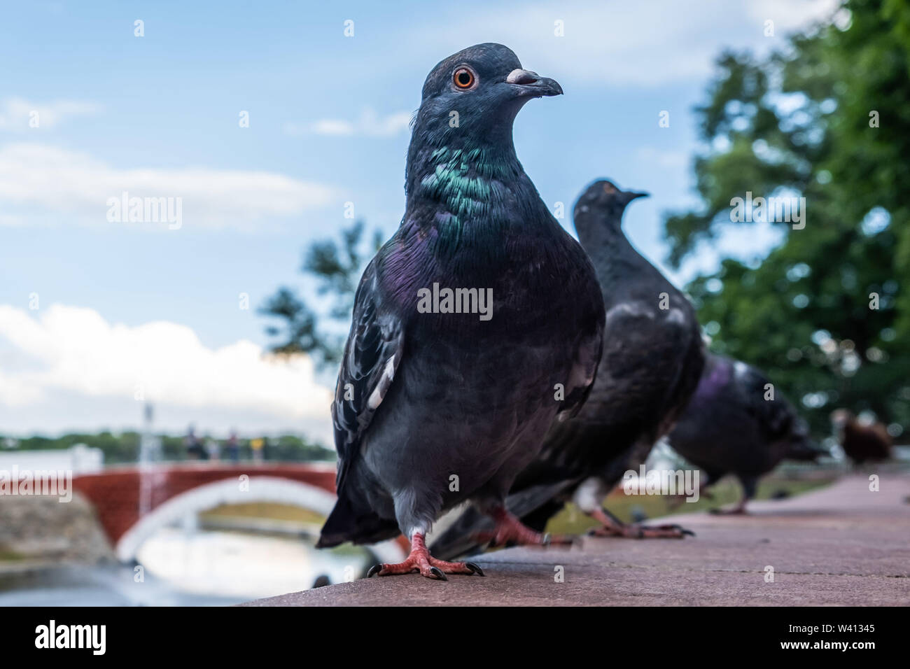 Pigeon curiosity hi-res stock photography and images - Alamy