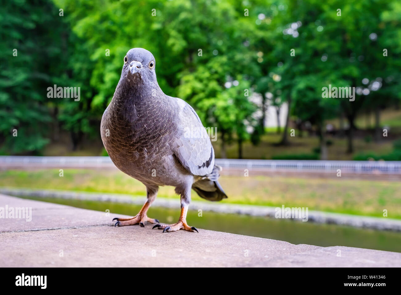 Curious gray pigeon on blurred background portrait Stock Photo - Alamy