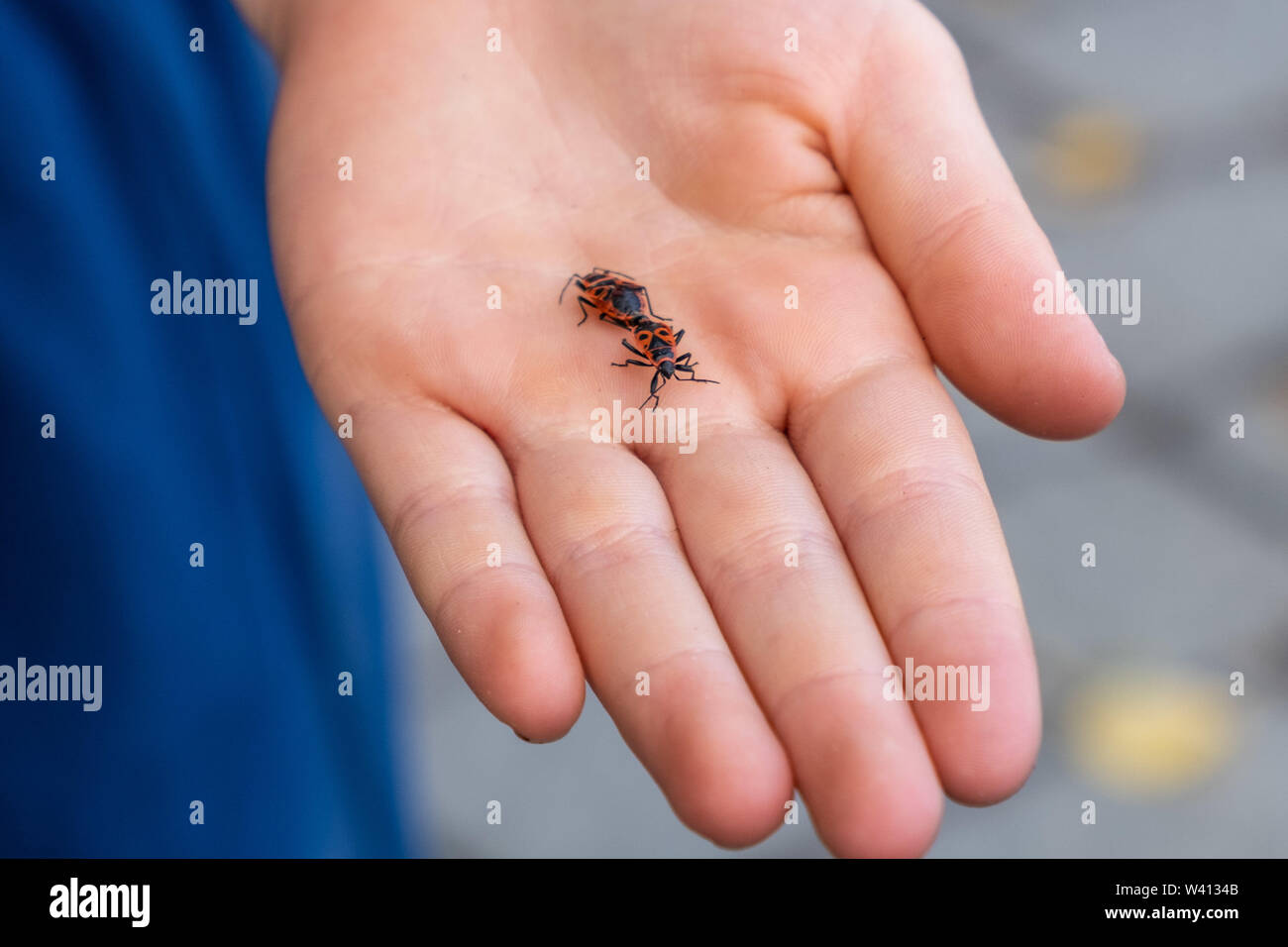 Human Mating Process