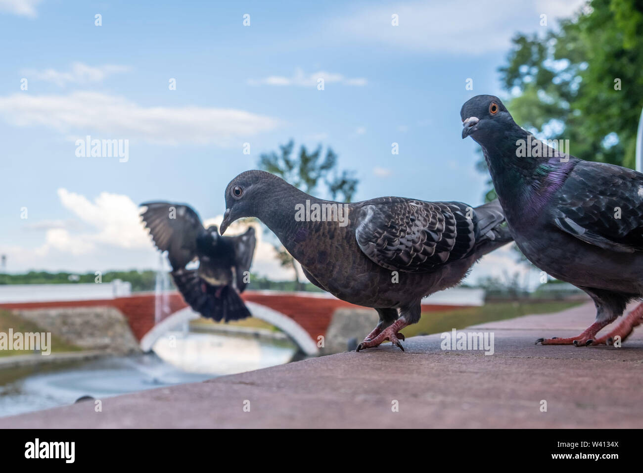 Curious pigeons looking into the camera Stock Photo - Alamy