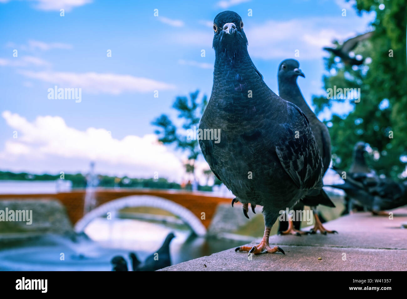 Funny portrait of a pigeon with another one blurred behind Stock Photo ...