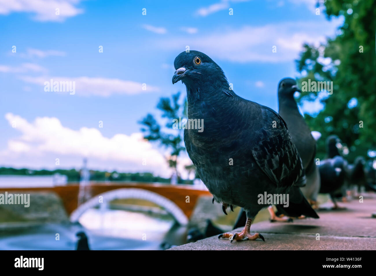 Pigeon looking straight into the camera - closeup with shallow depth of ...