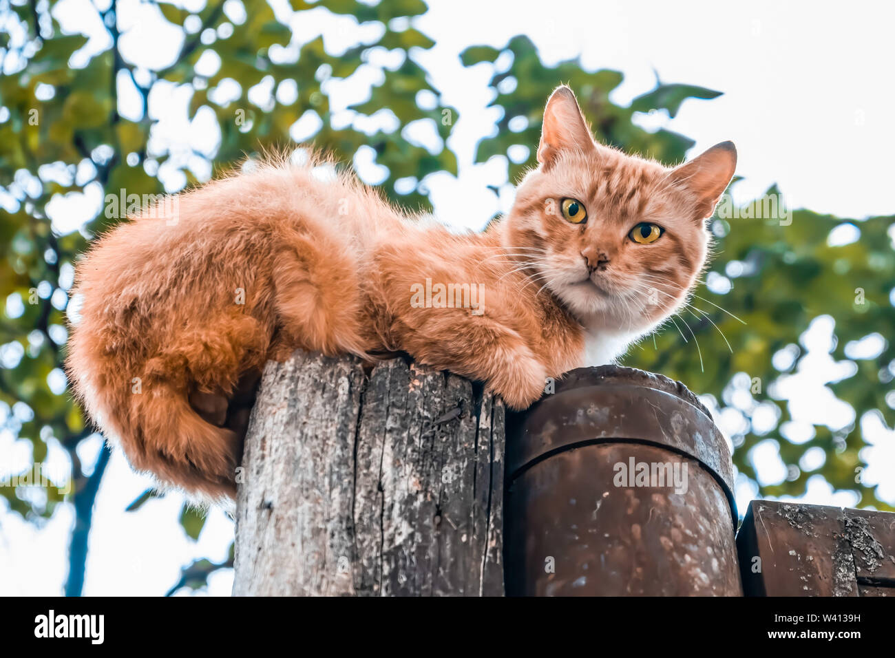 Beautiful angry ginger cat hi-res stock photography and images - Alamy