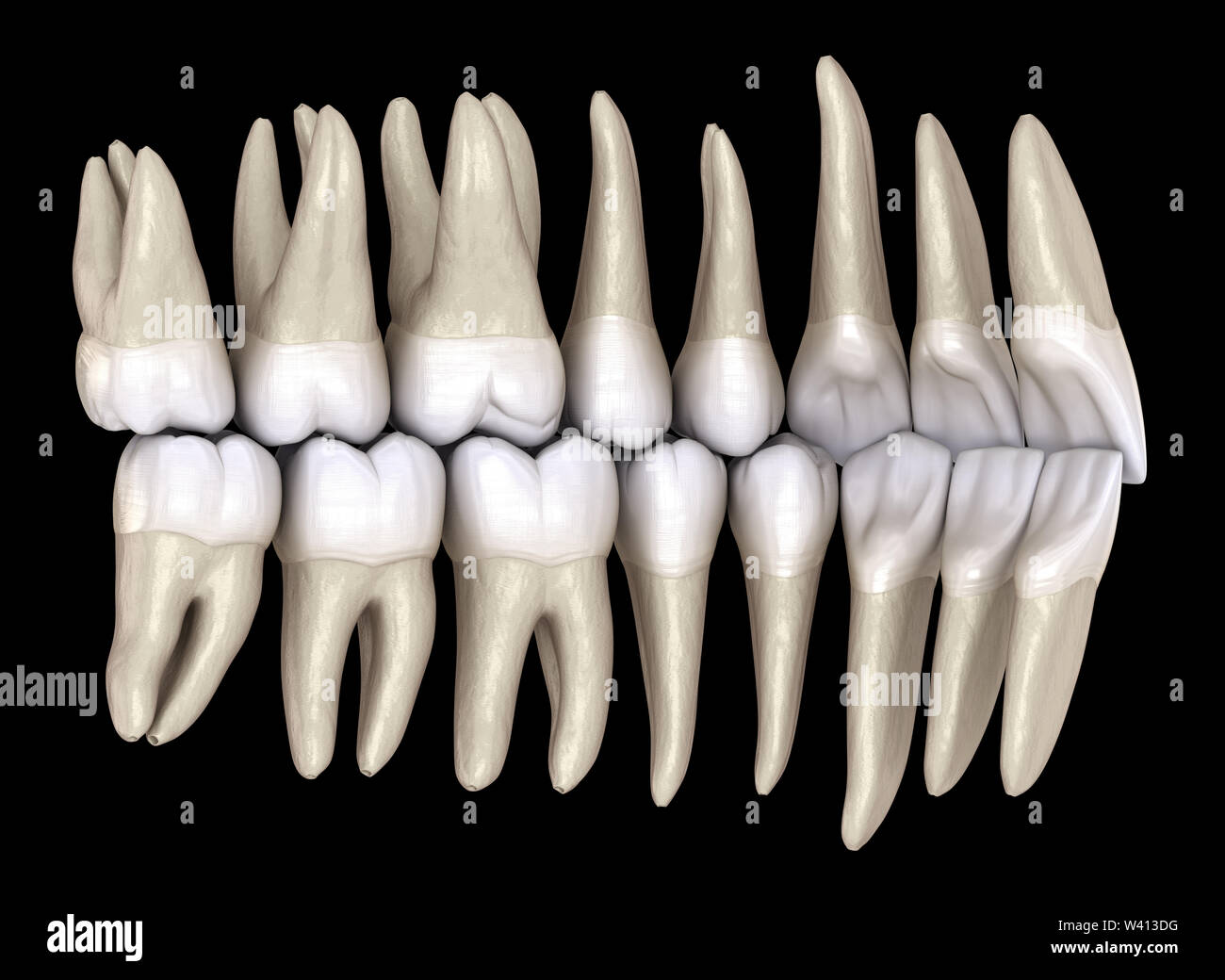 Healthy human teeth with normal occlusion from inside view. 3D ...