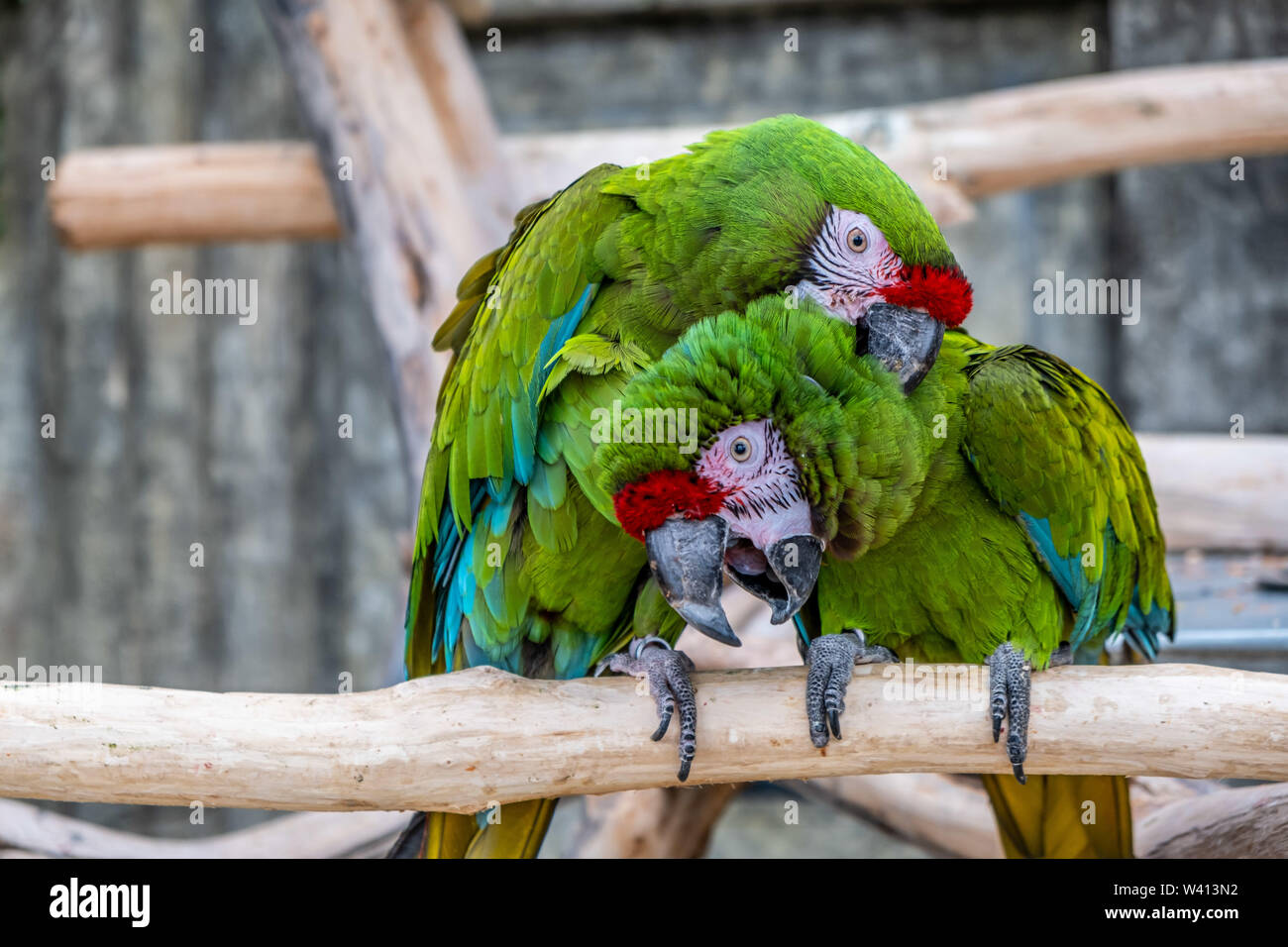 Two green parrots hi-res stock photography and images - Alamy