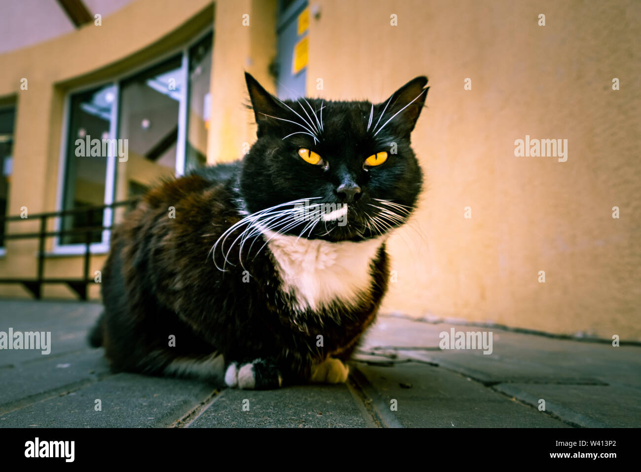 Cat squinting eyes hi-res stock photography and images - Alamy
