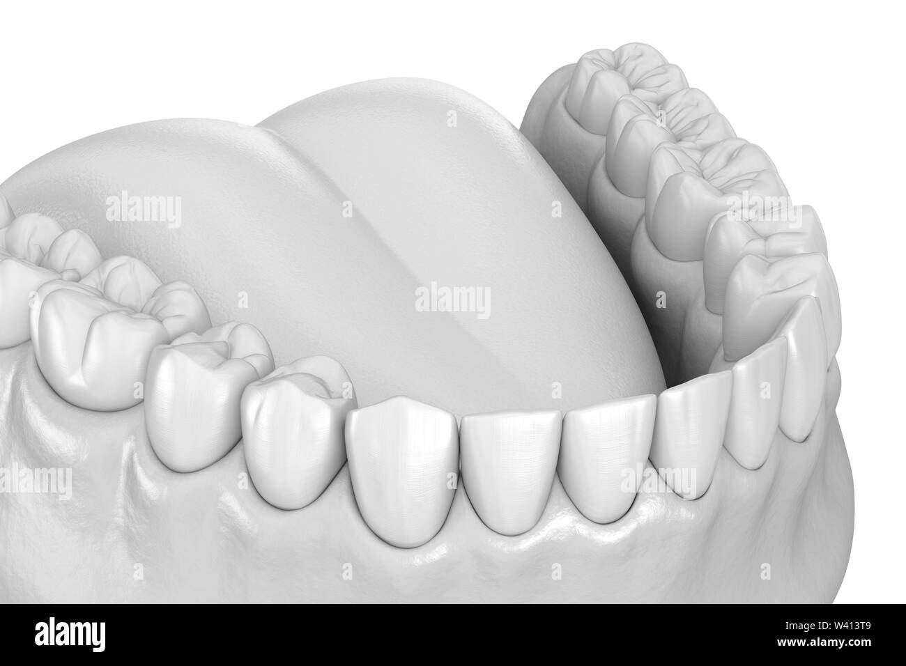 Mandibular human gum and teeth anatomy. Medically accurate tooth 3D ...