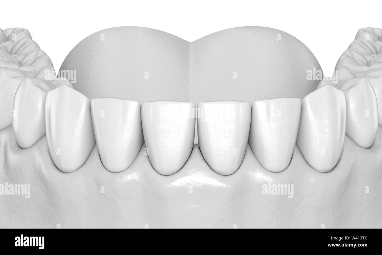 Mandibular human gum and teeth anatomy. Medically accurate tooth 3D ...