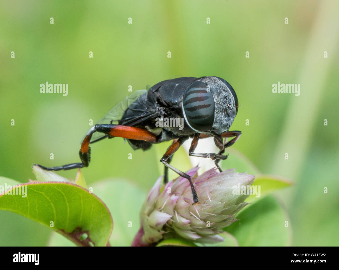 Thane india hi-res stock photography and images - Alamy