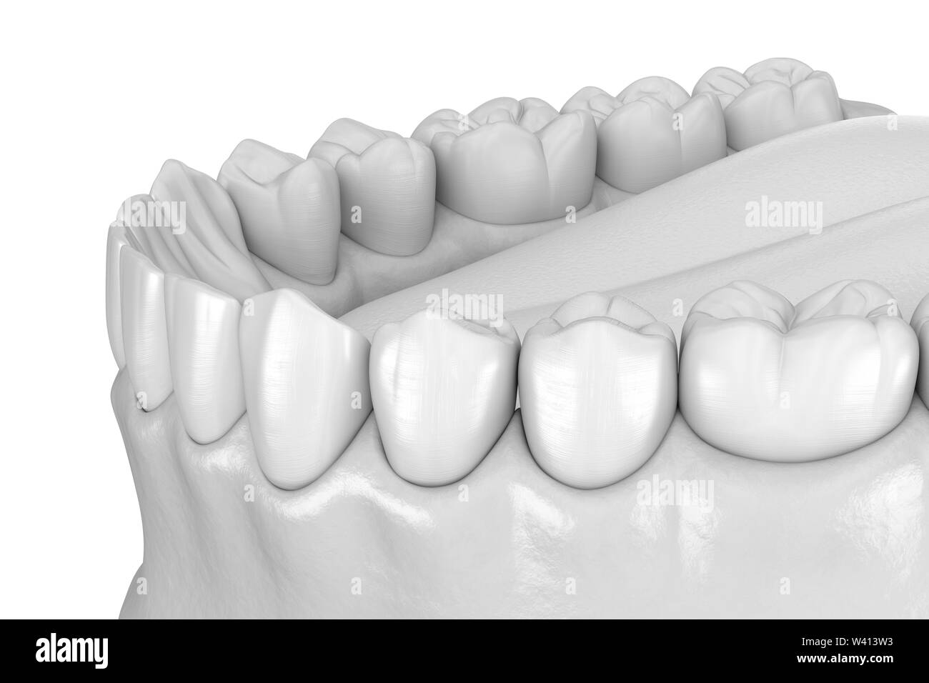 Mandibular human gum and teeth anatomy. Medically accurate tooth 3D ...