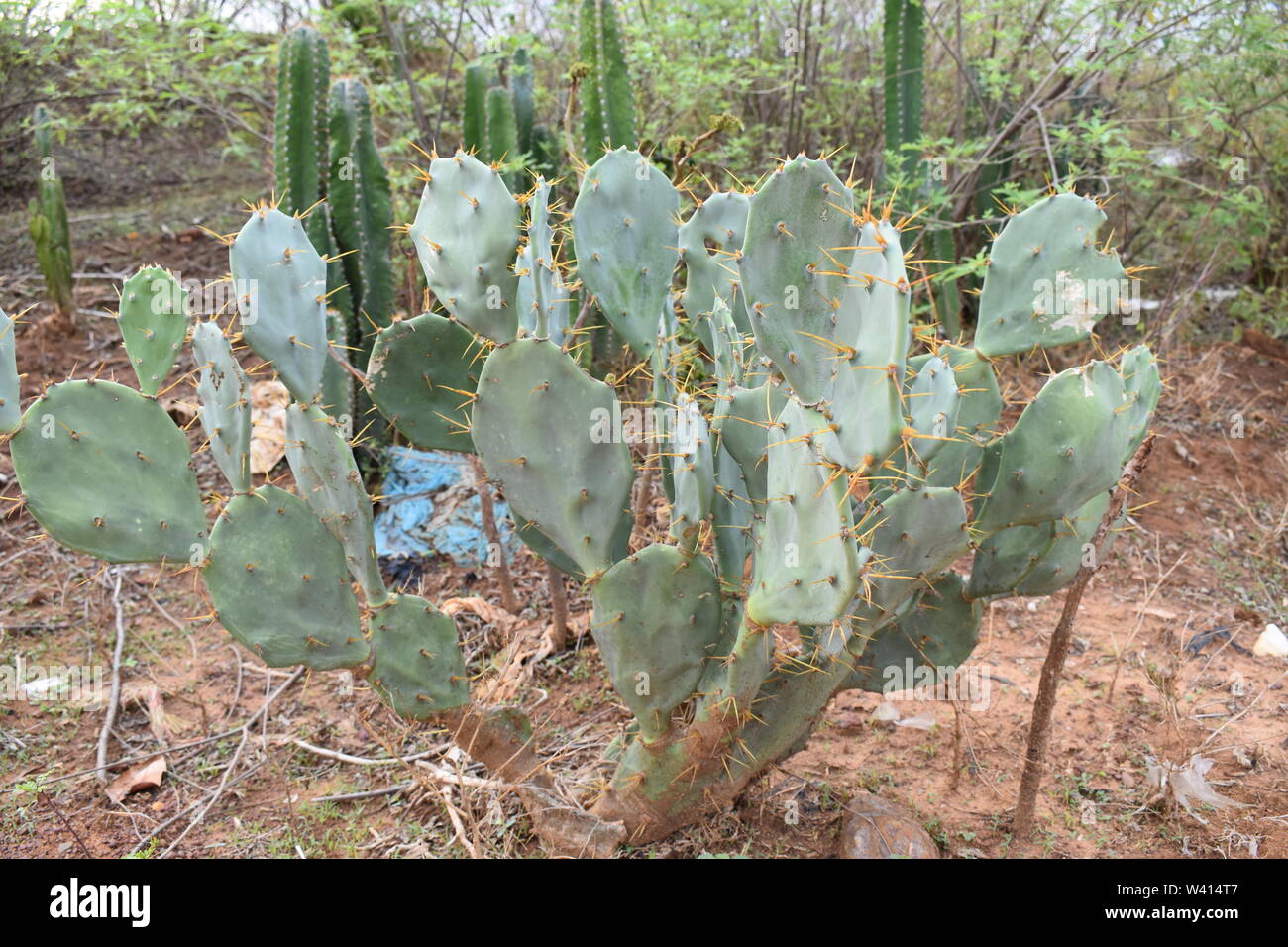 CACTUS PLANT IN THE FOREST Stock Photo - Alamy