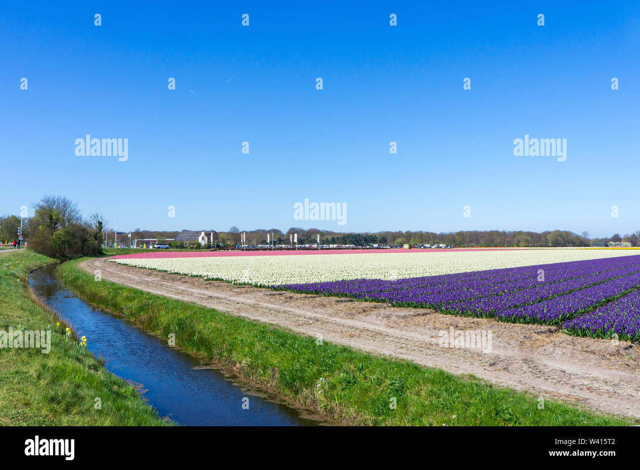 Blue sky and tulip field landscape, traditional dutch, Netherlands ...
