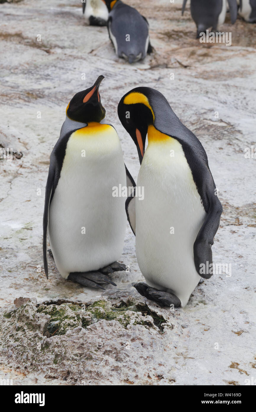 The King penguin Stock Photo - Alamy