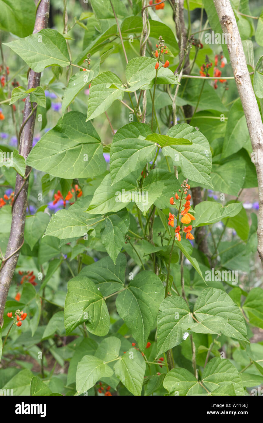 Phaseolus coccineus, Scarlet runner bean growing on a tall teepee in ...