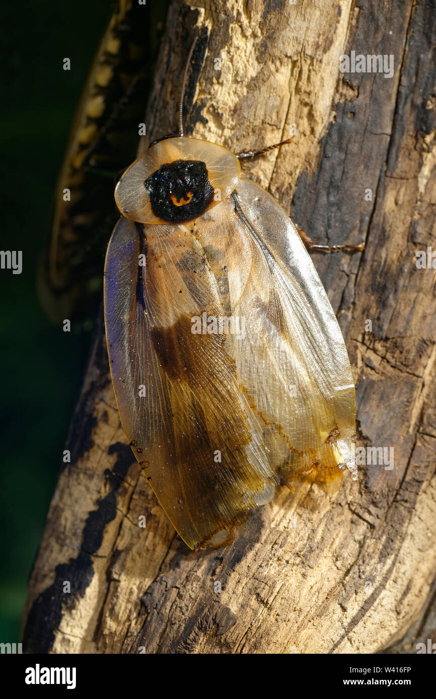 Blaberus hi-res stock photography and images - Alamy