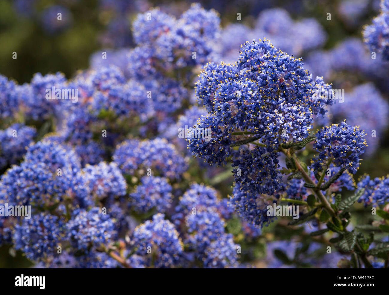 A variety of Ceanothus shrub ( California lilacs ) with blue panicles ...