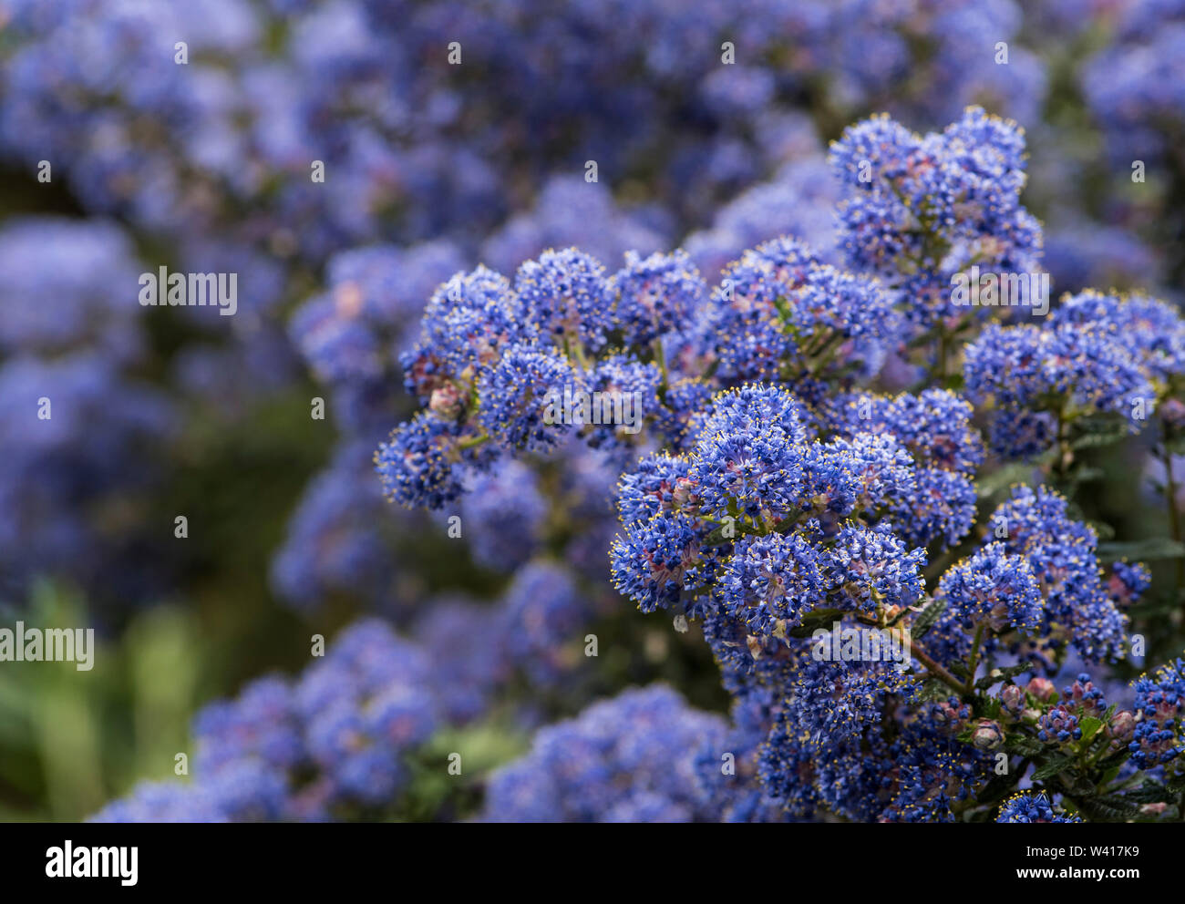 A variety of Ceanothus shrub ( California lilacs ) with blue panicles ...