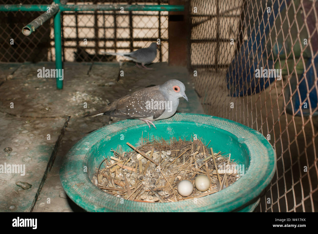 close up of spotted dove in nest with two eggs in a cage,beautiful ...