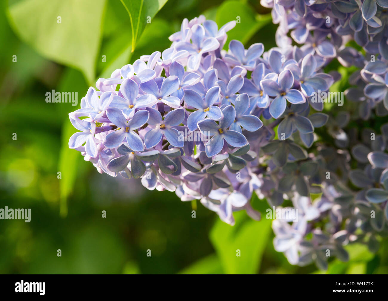 Pale blue / lilac Common Lilac (Syringa Vulgaris) with large panicles ...