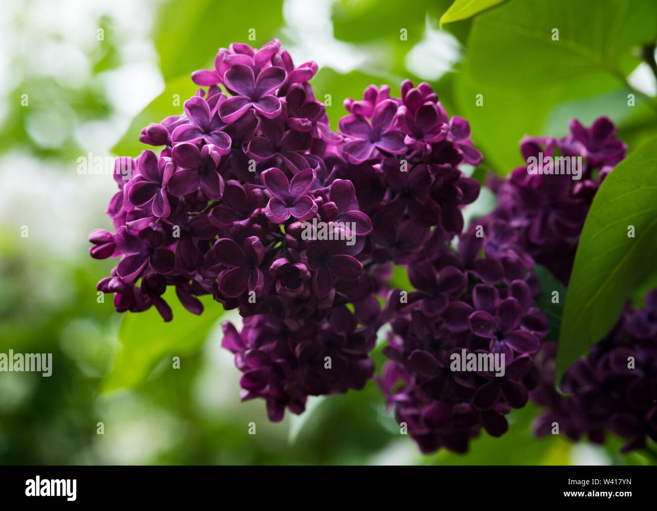 Purple French Lilac (Syringa Vulgaris) with large panicles of flowers ...