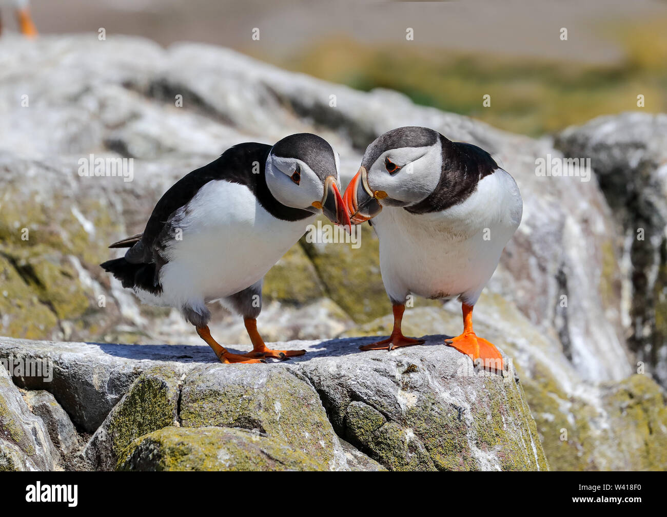 Puffin coloured beak hi-res stock photography and images - Alamy