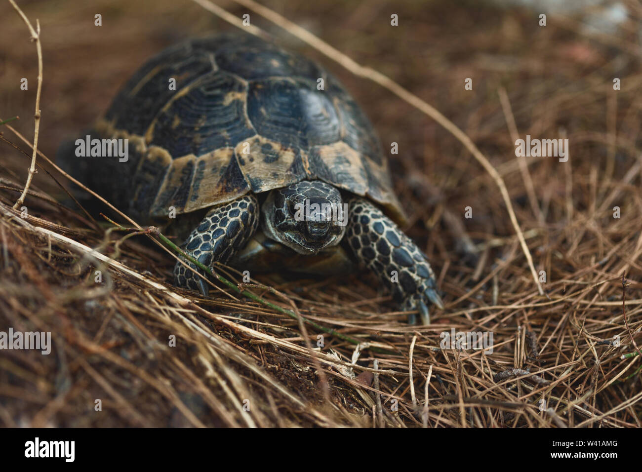 Environment close hi-res stock photography and images - Alamy