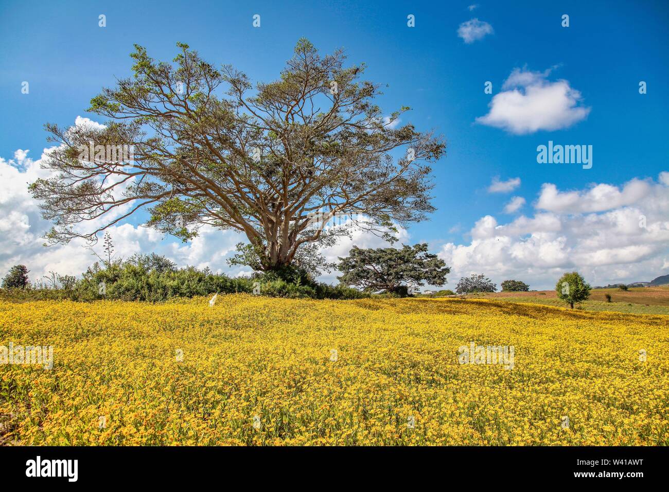 Banyan burma tree hi-res stock photography and images - Alamy