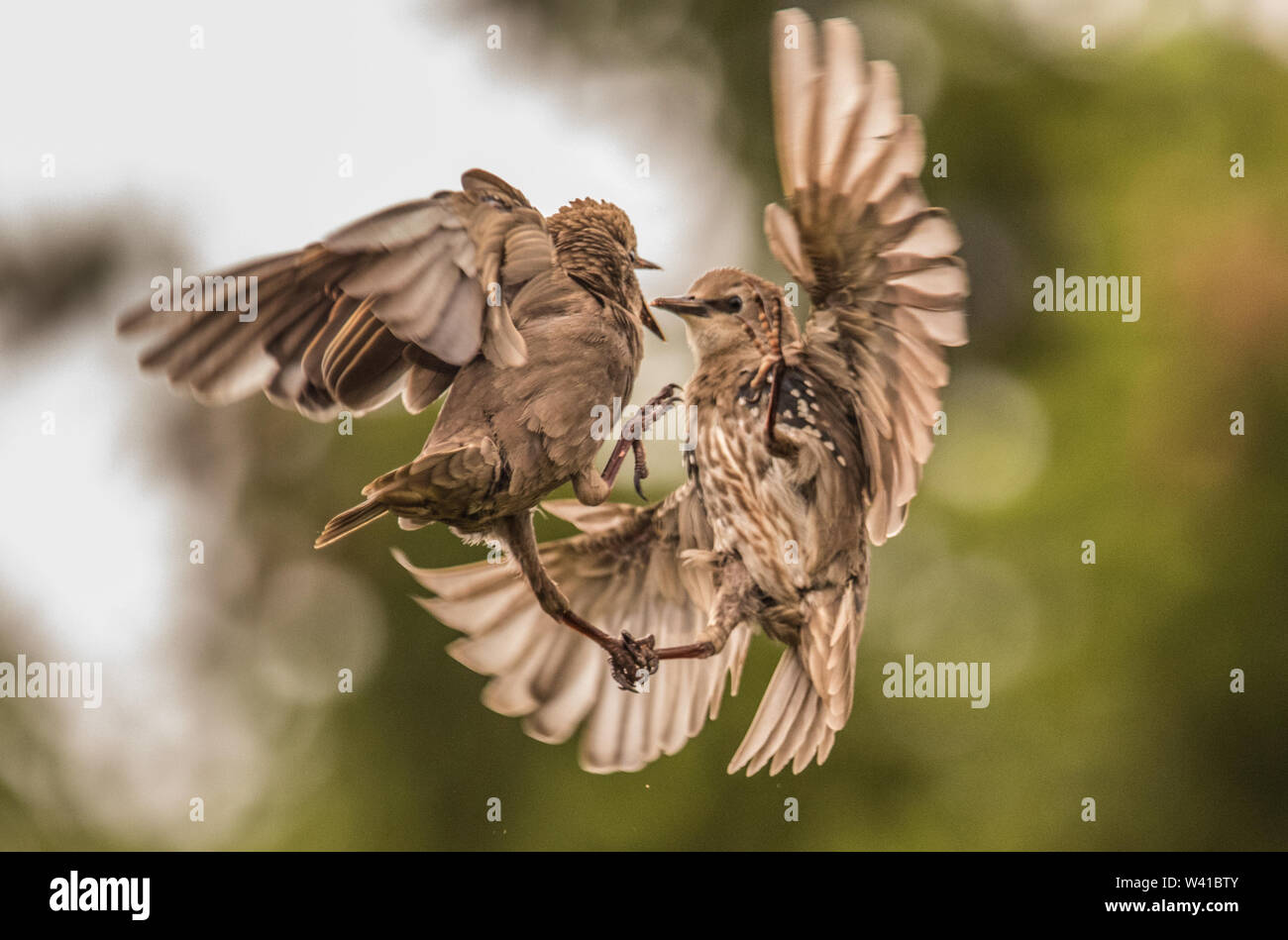 Starlings fighting in a British Garden, spring Summer 2019 Stock Photo ...