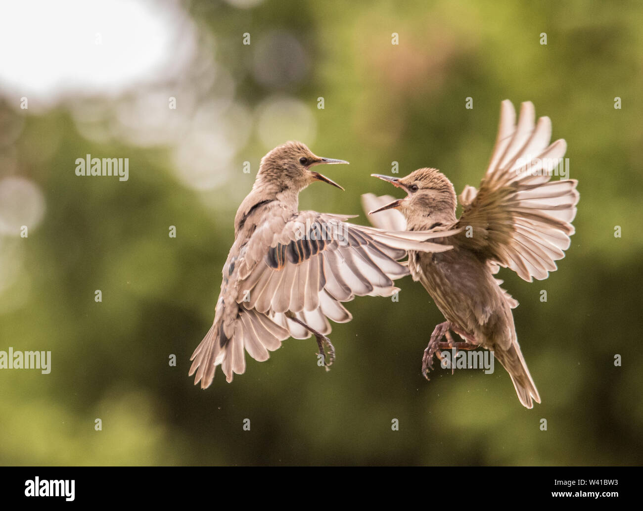 Angry flapping and fighting hi-res stock photography and images - Alamy