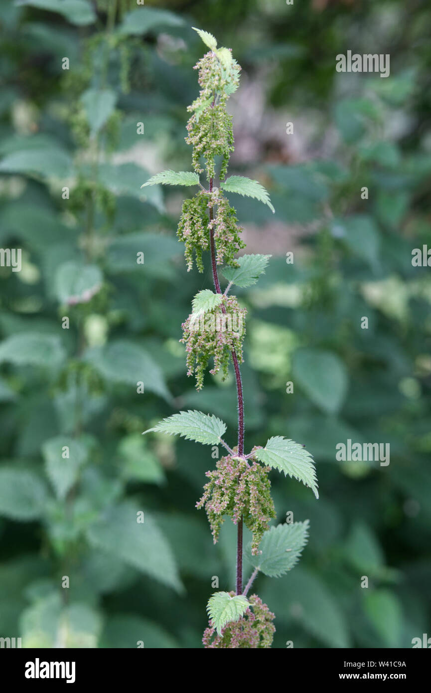 Urtica dioica, stinging nettle growing in the garden Stock Photo - Alamy