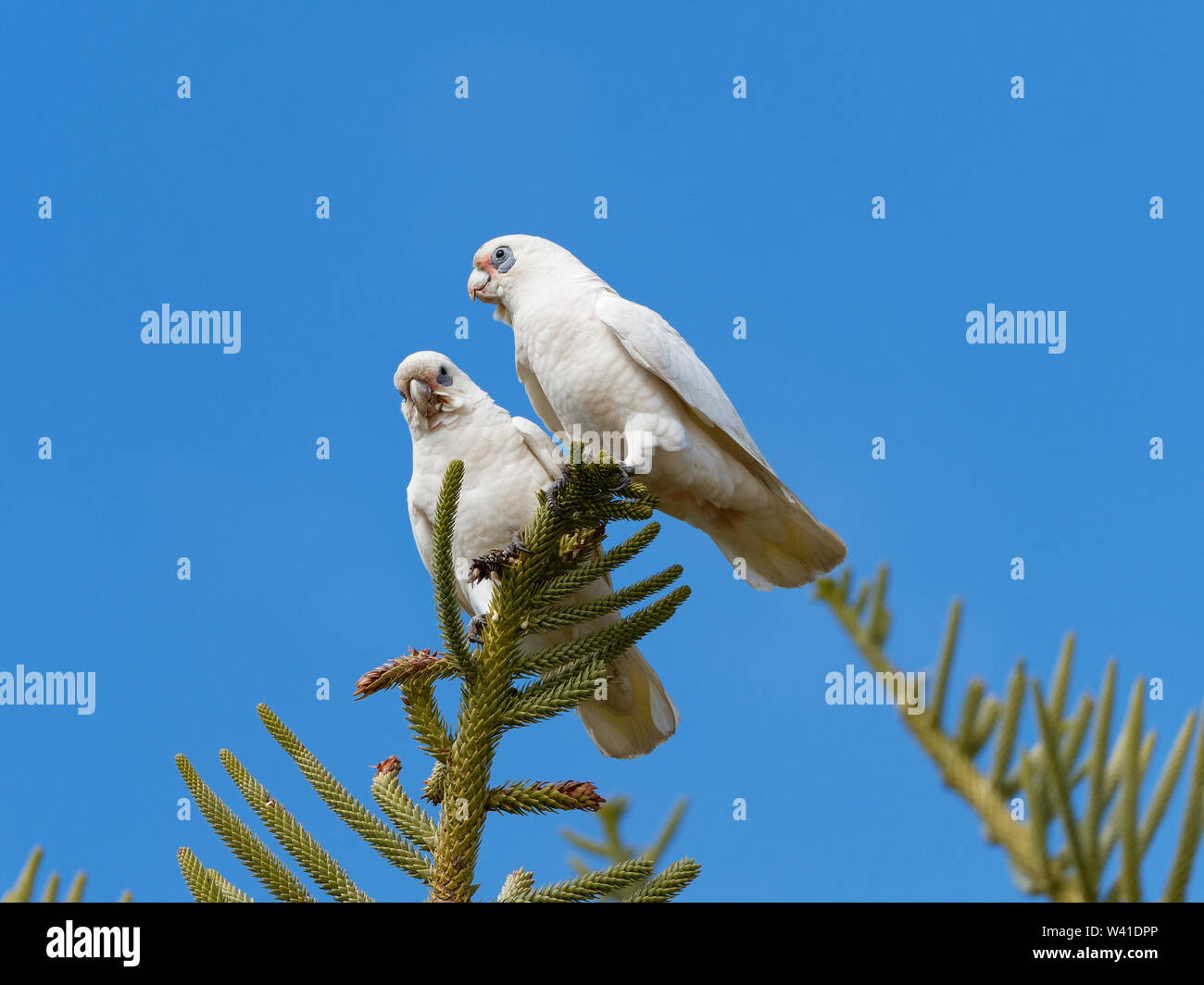 Corella Western Australia Stock Photo - Alamy