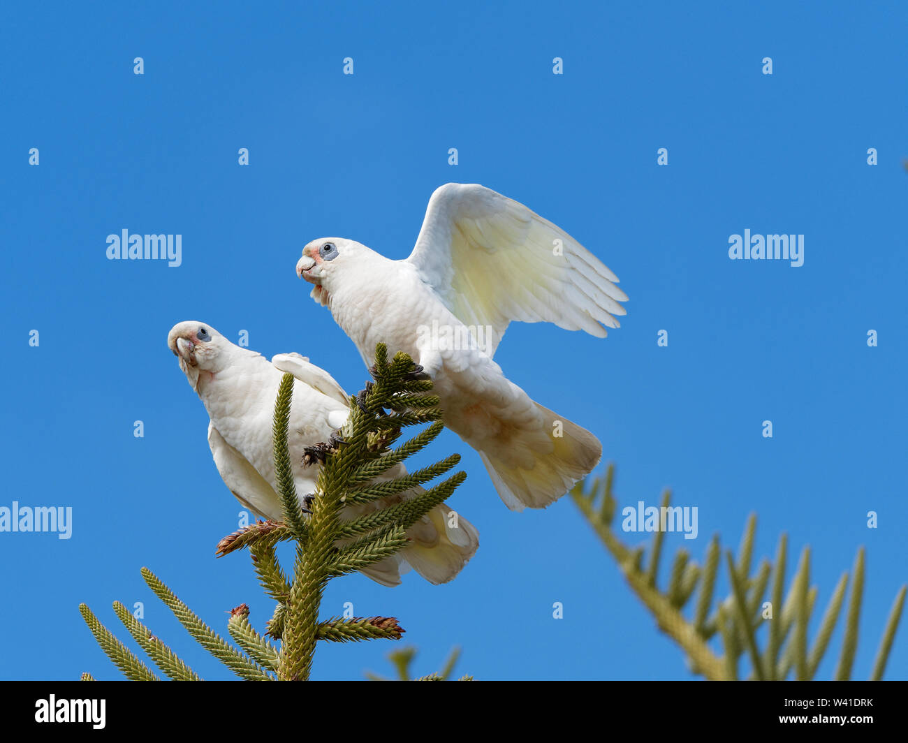 Corella Western Australia Stock Photo - Alamy