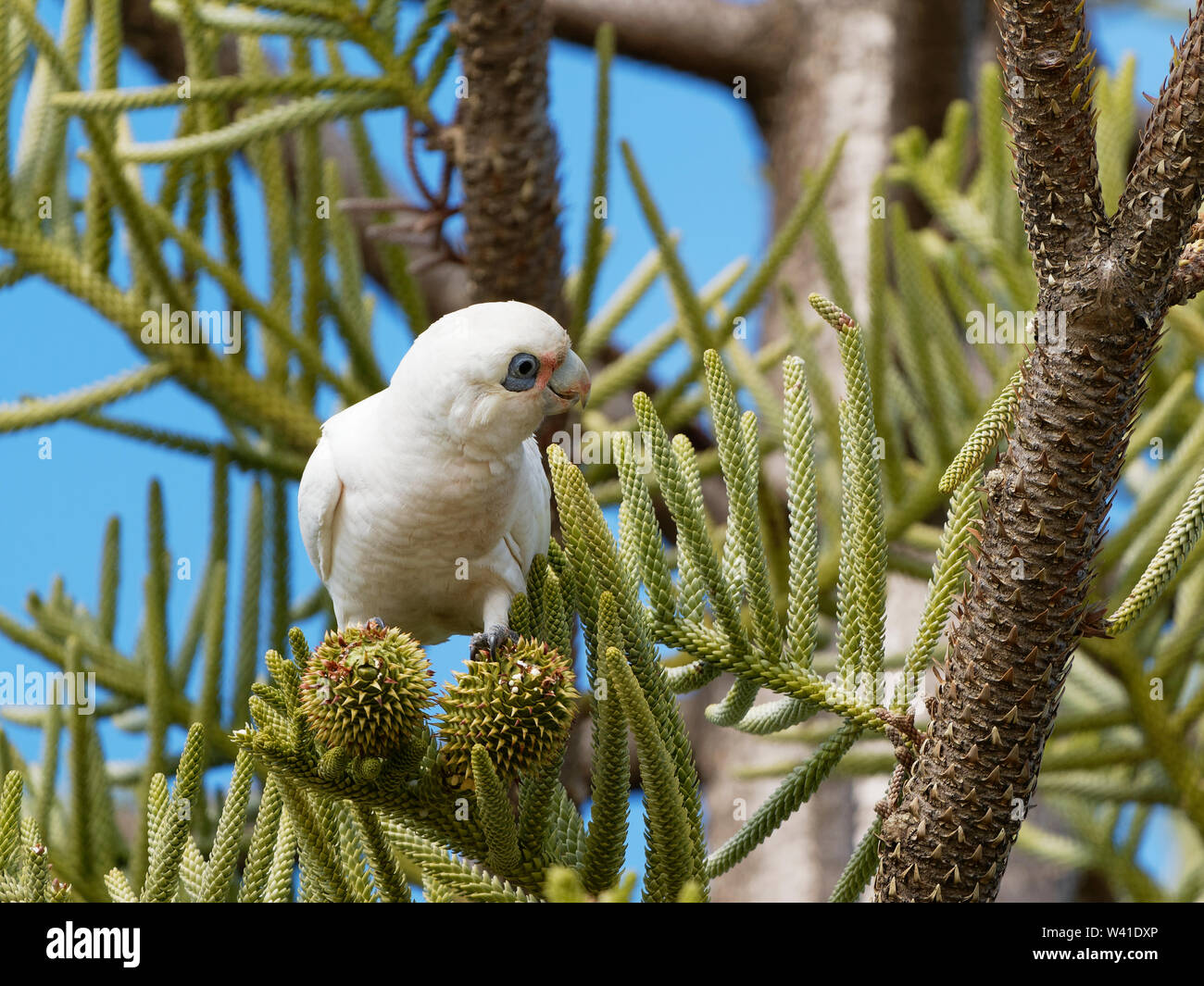 Corella Western Australia Stock Photo - Alamy
